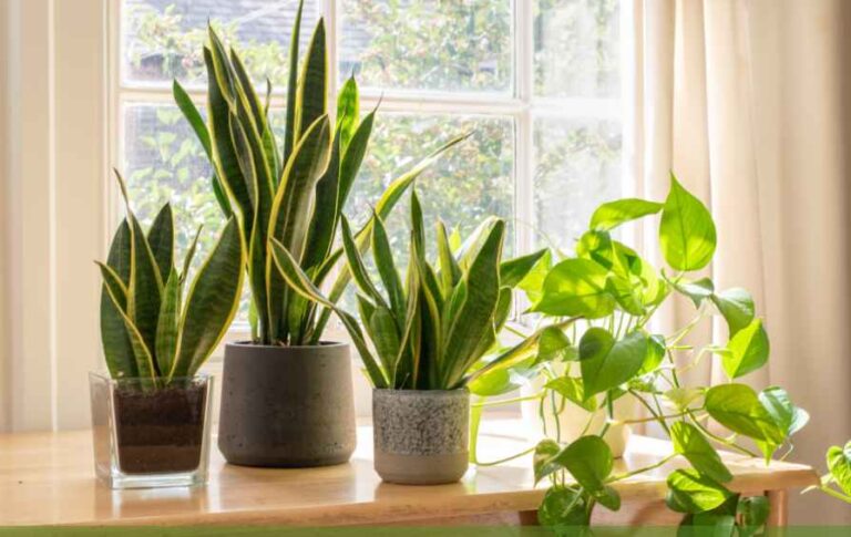 11 Stunning Houseplants to Consider
